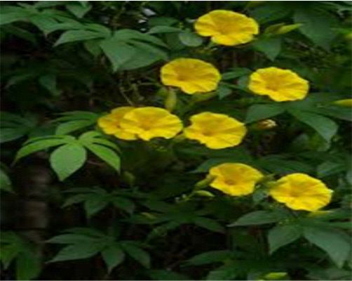 WOOD ROSE - LeafConAgro