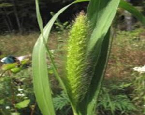 YELLOW FOXTAIL - LeafConAgro