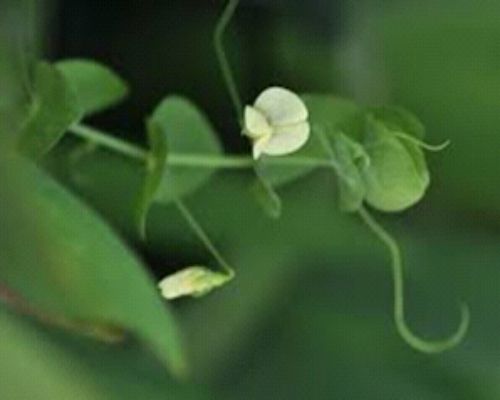 YELLOW PEA - LeafConAgro