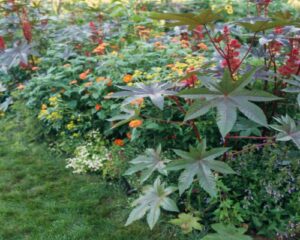 CASTOR CROP CULTIVATION - LeafConAgro