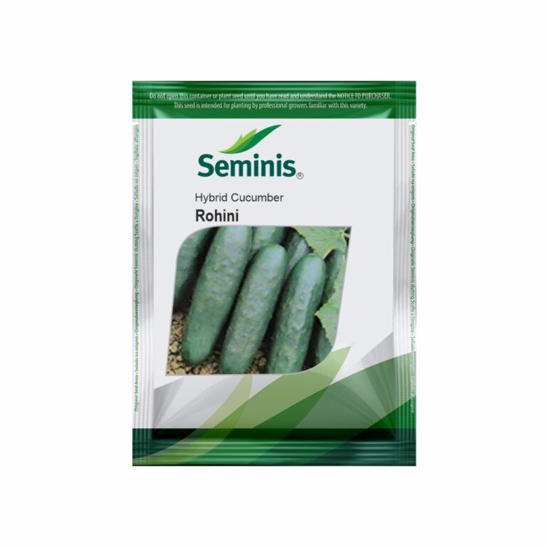 SEMINIS CUCUMBER ROHINI (800 SEEDS) - LeafConAgro