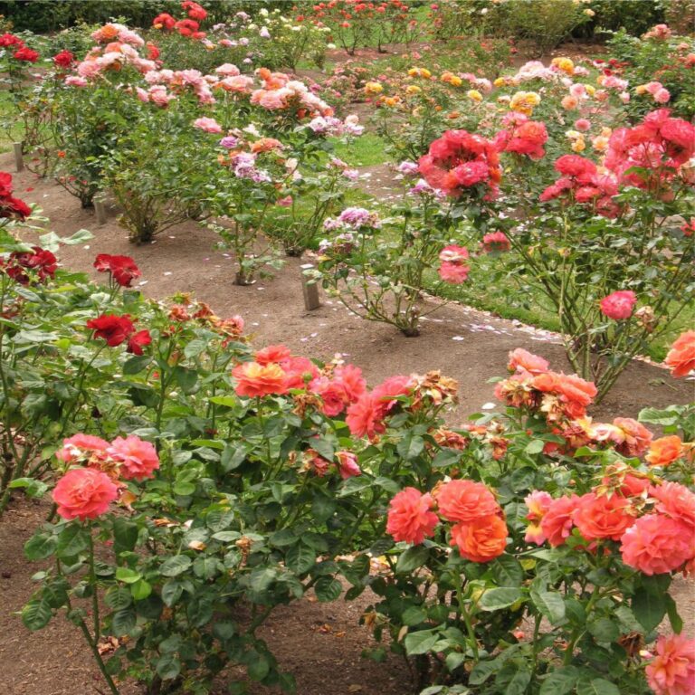 Loan For Purchase Polyhouse (Rose Cultivation) - LeafConAgro
